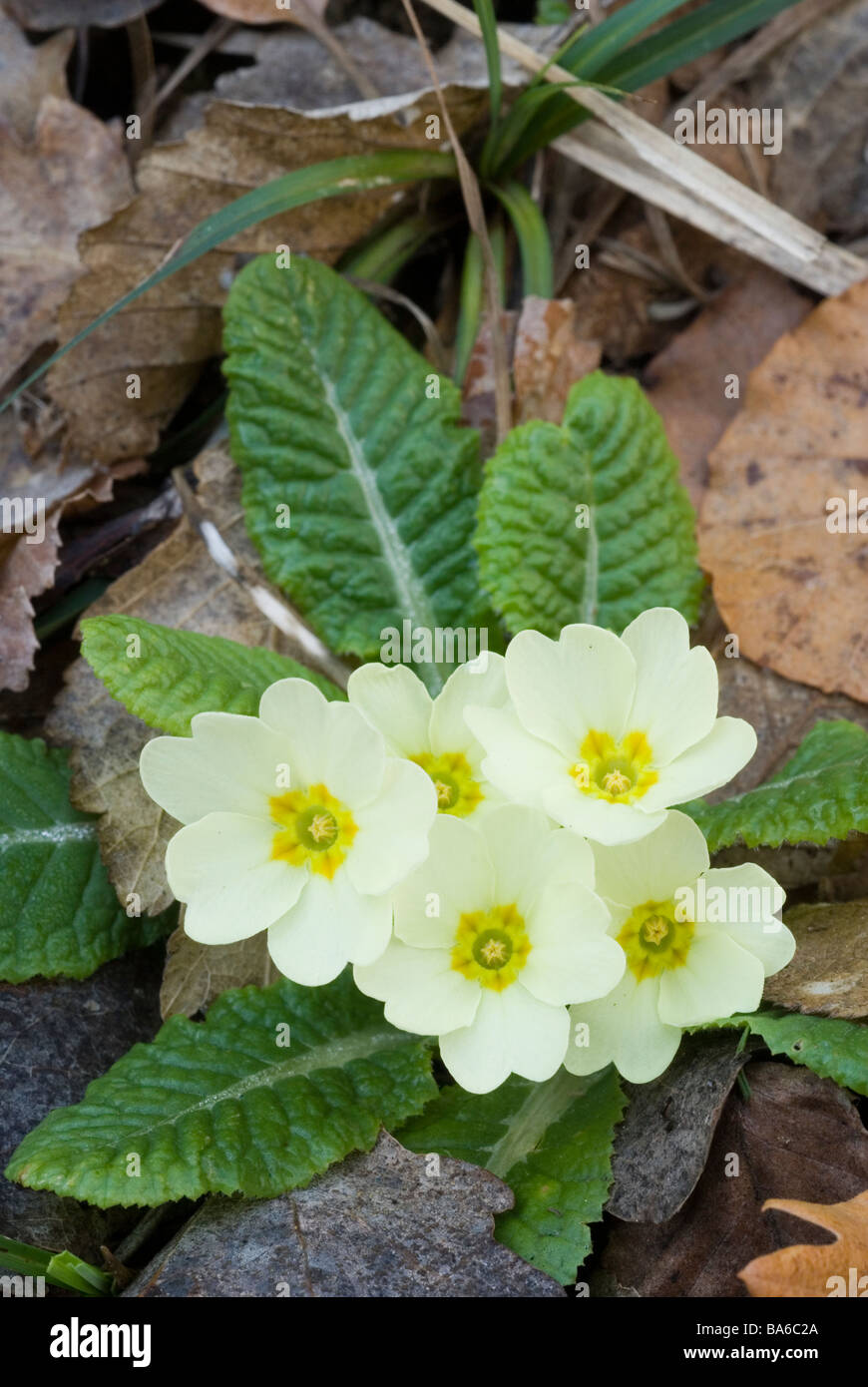 Wild primrose hi-res stock photography and images - Alamy