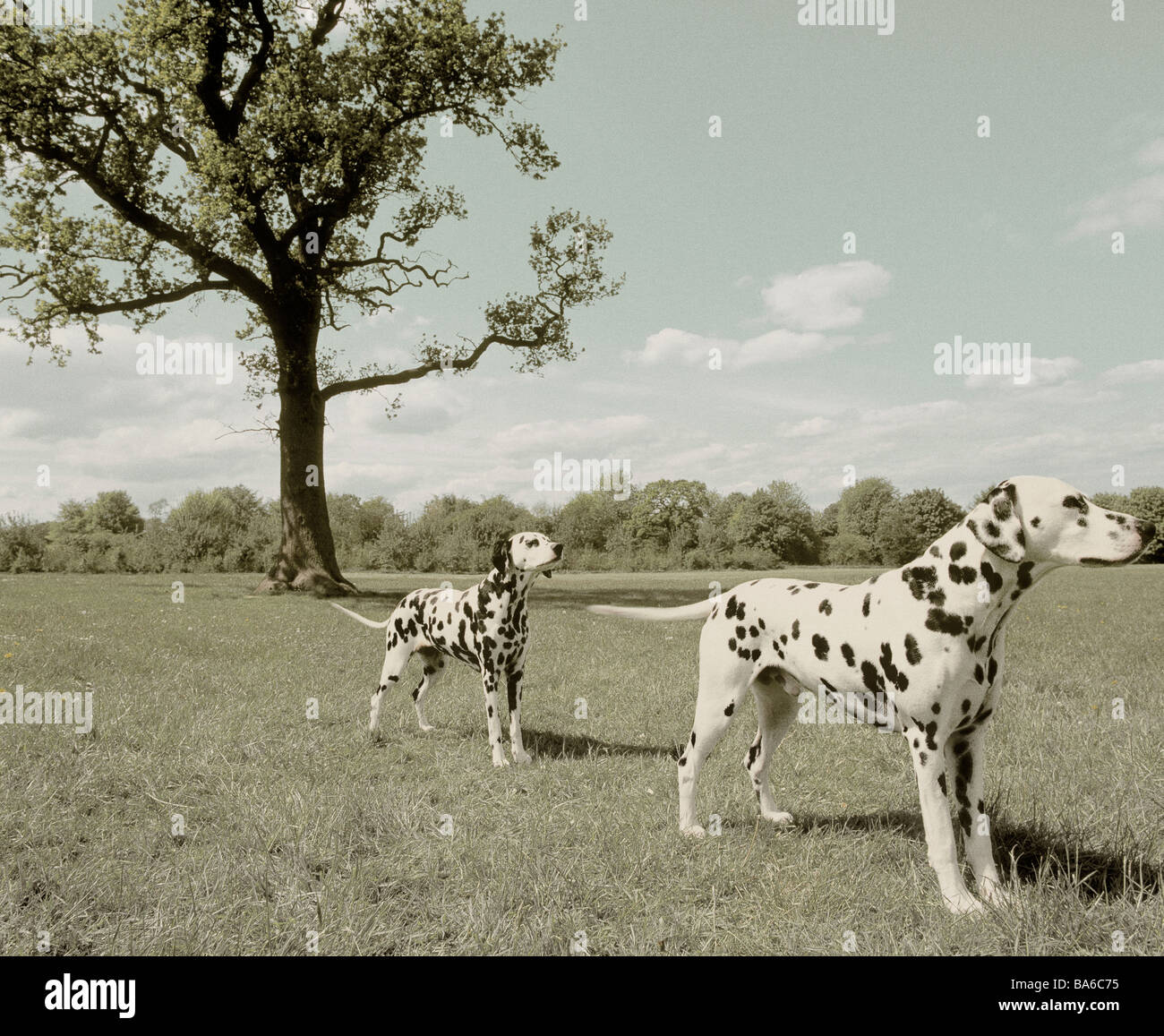 Dalmations 101 hi-res stock photography and images - Alamy