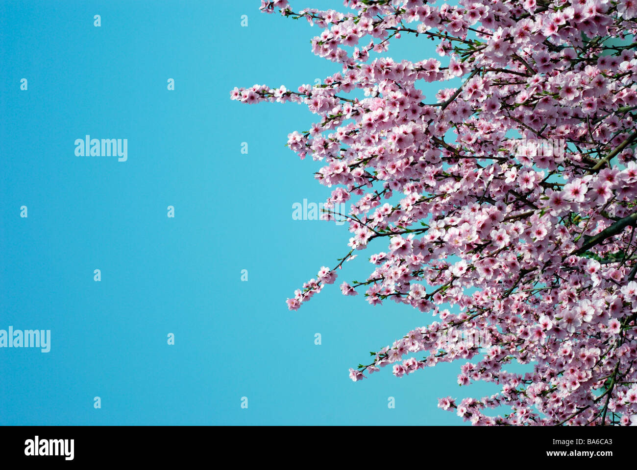 Almond tree hi-res stock photography and images - Alamy
