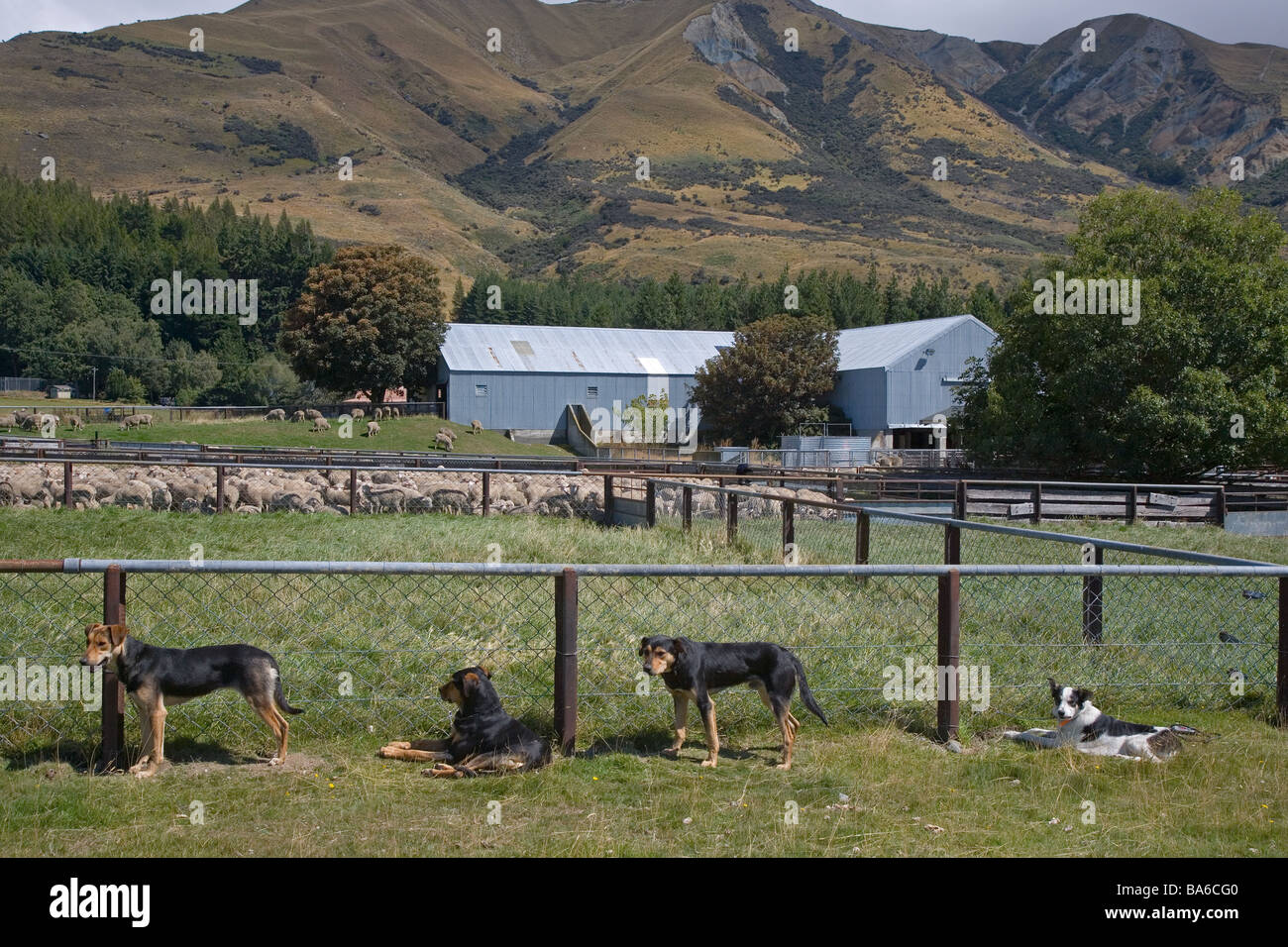 Sheep station hi-res stock photography and images - Alamy