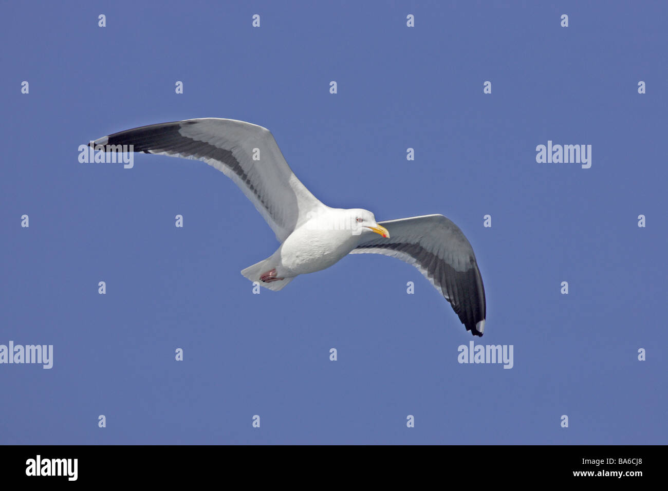Adult Western Gull in flight Stock Photo - Alamy