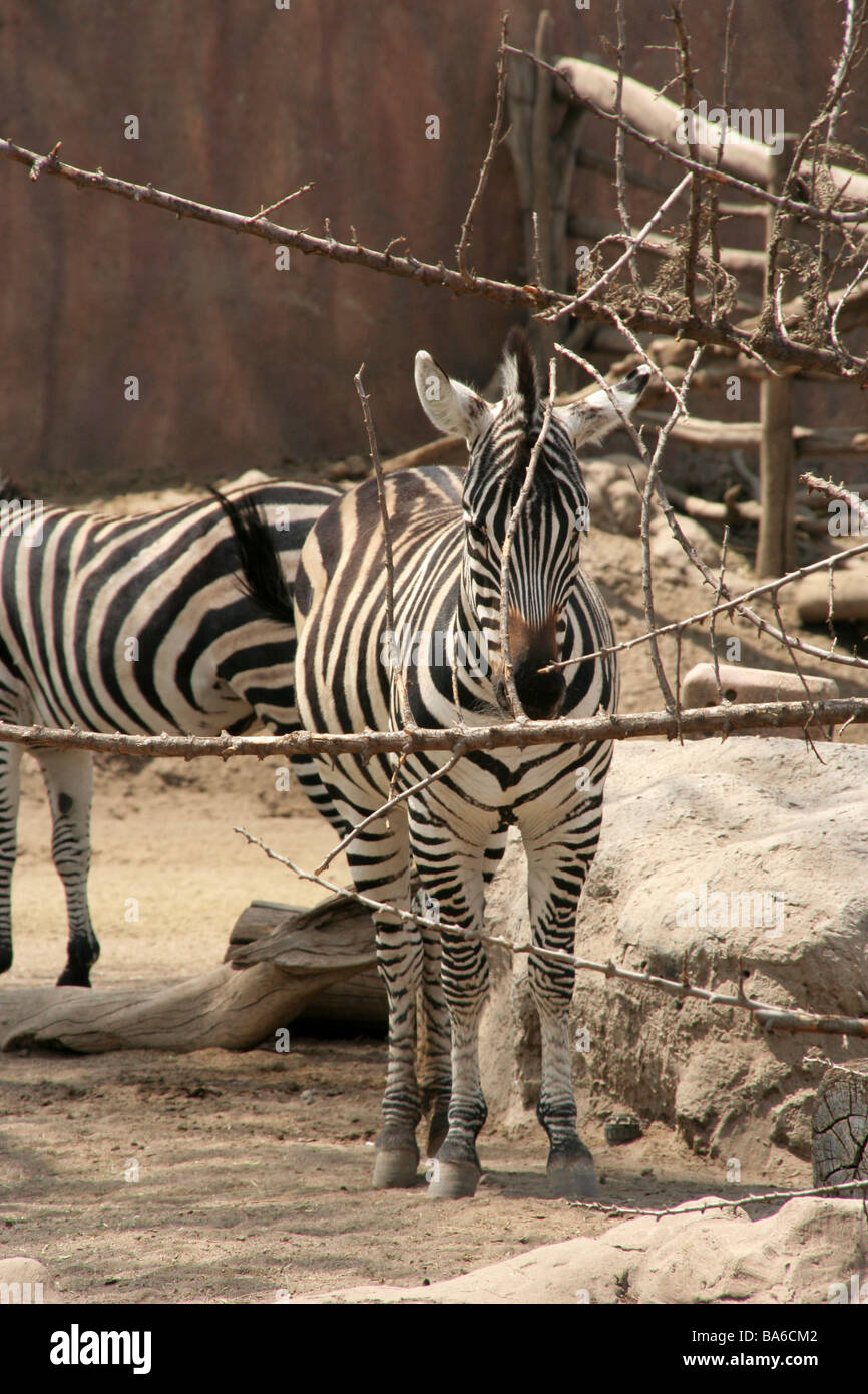 Zebra stripped hi-res stock photography and images - Alamy