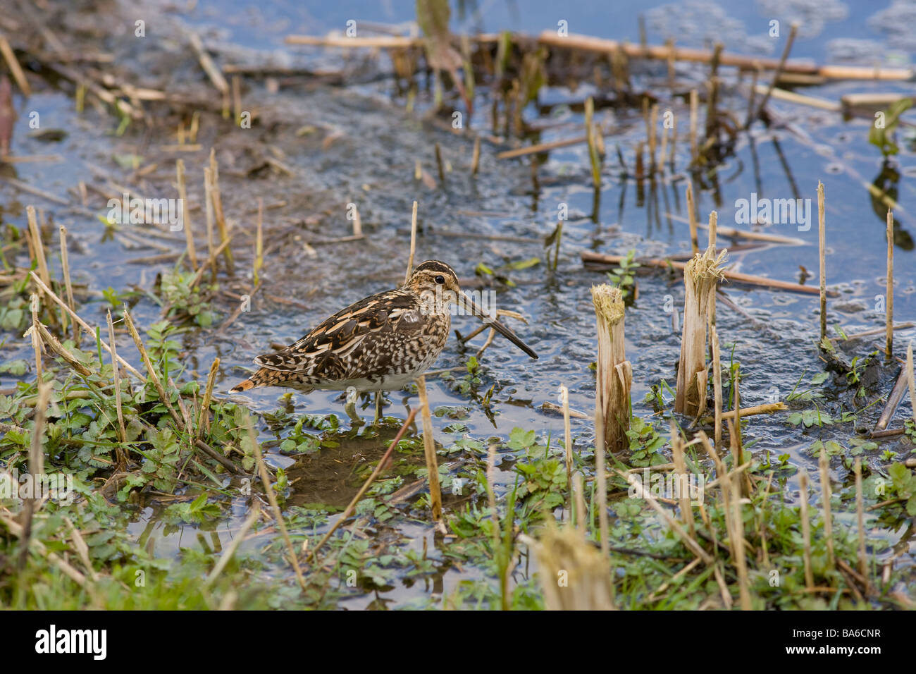 Common Snipe Gallinago gallinago Stock Photo - Alamy