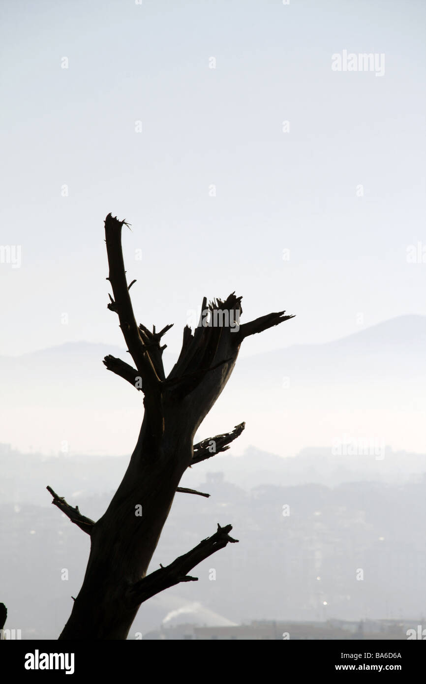 one old ragged tree top with rome and mountain range Stock Photo - Alamy