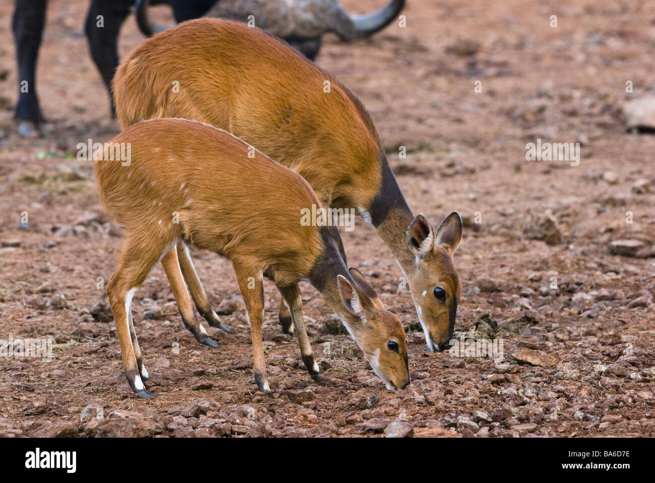 female Bushbuck with cub / Tragelaphus scriptus Stock Photo - Alamy