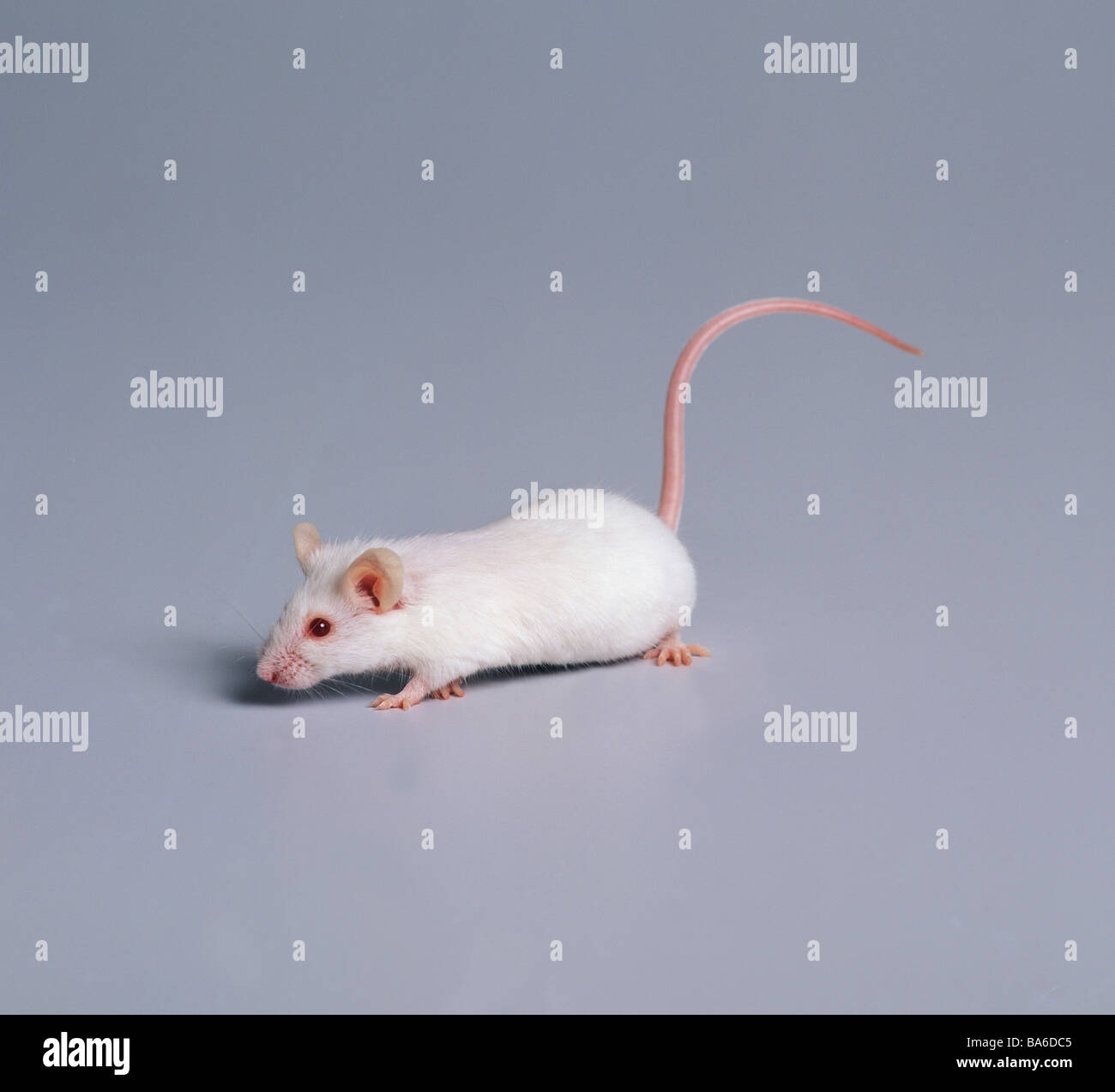 white Mouse - cut out Stock Photo - Alamy