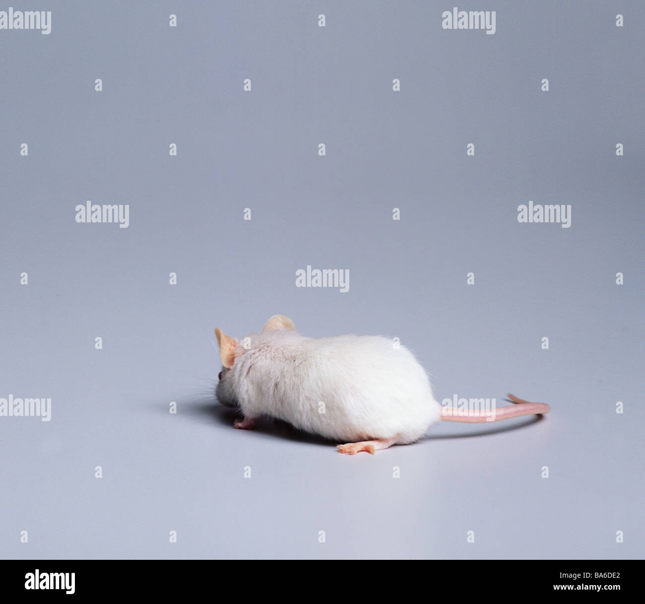 white Mouse - cut out Stock Photo - Alamy
