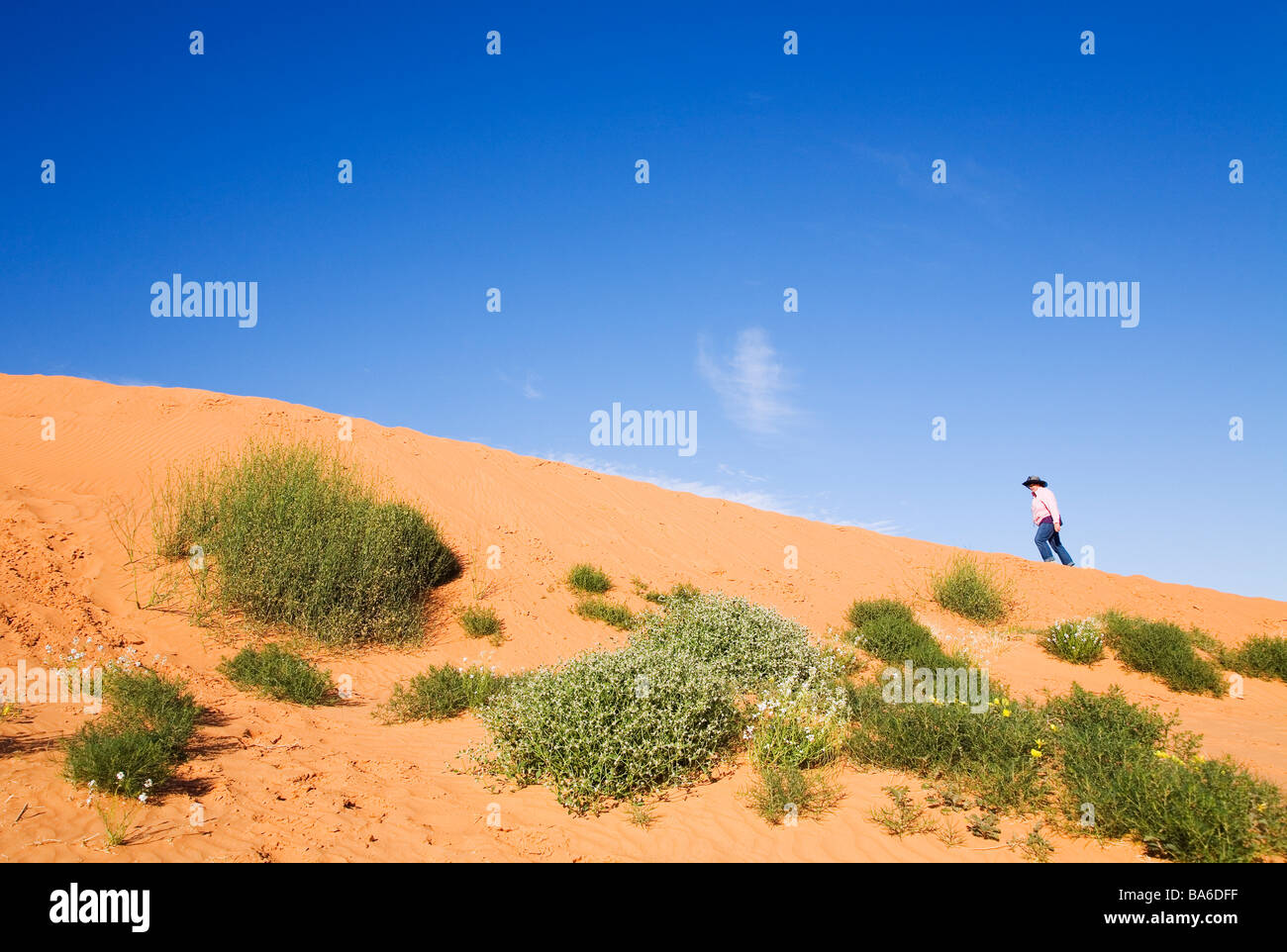 Big red sand dune simpson desert hi-res stock photography and images ...