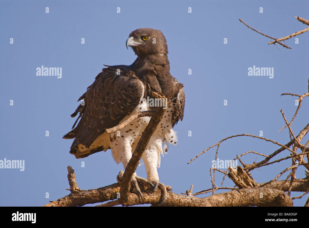 Martial Eagle / Polemaetus bellicosus Stock Photo - Alamy
