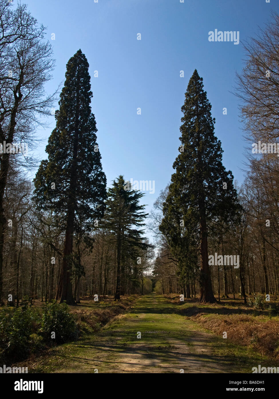 Sequoia trees on the Tall Tree Trail in the New Forest Hampshire UK ...