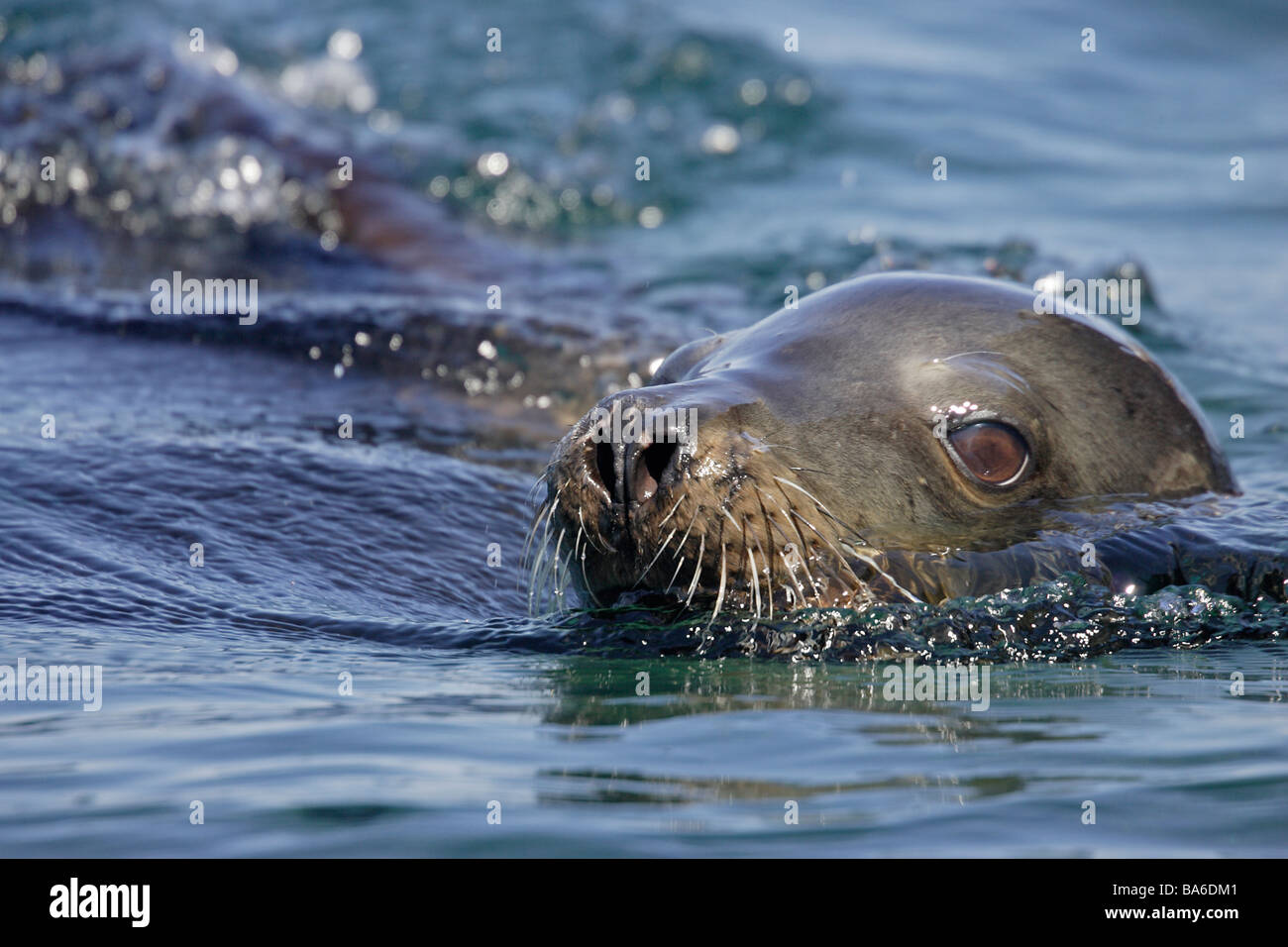 Head shot of a California sea lion Stock Photo - Alamy