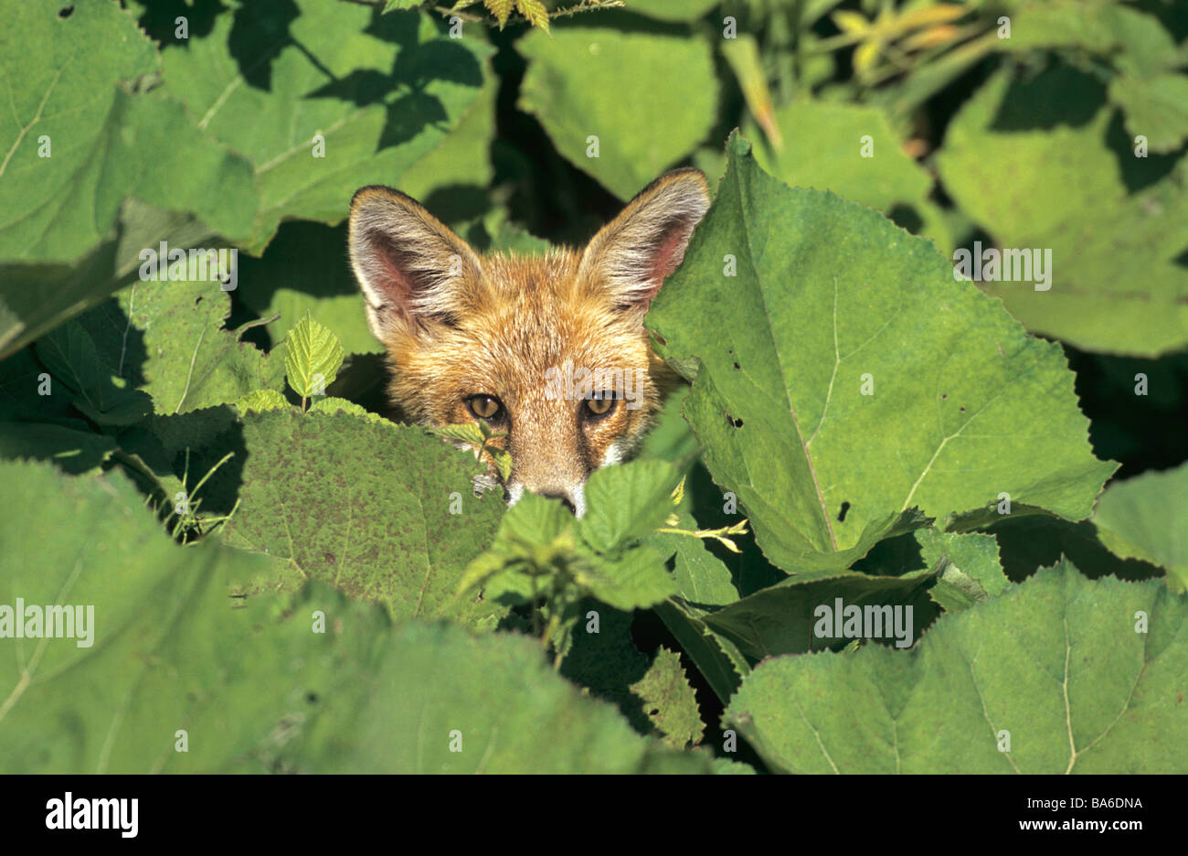 Fox leaves hi-res stock photography and images - Alamy