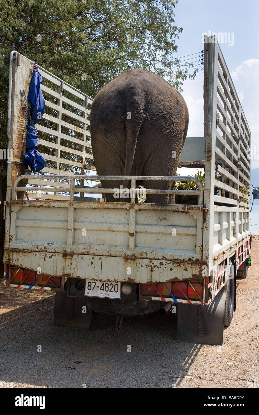 Animal Transport Truck Stock Photos & Animal Transport Truck Stock ...