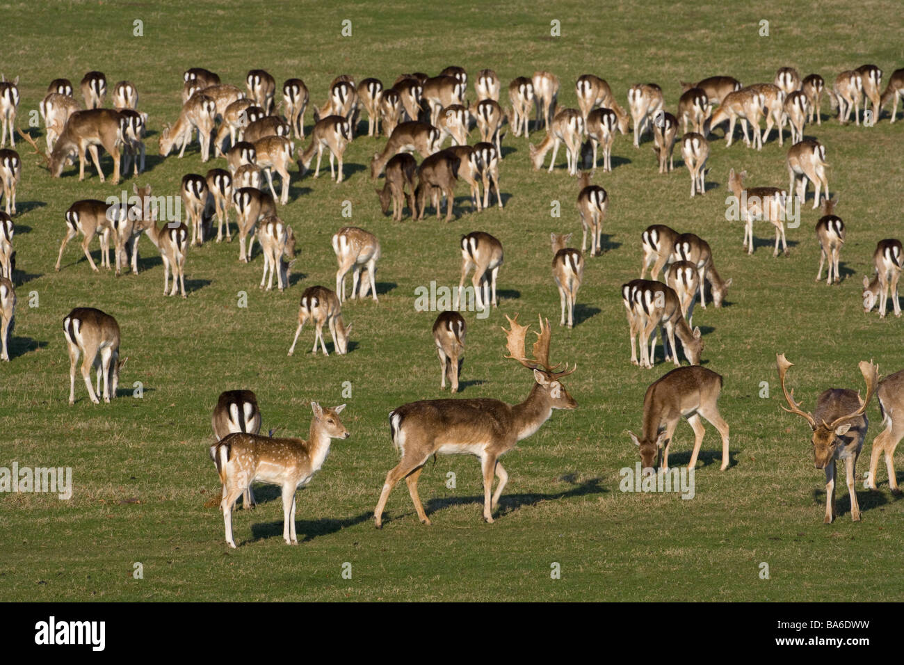 Fallow Deer Cervus dama Holkham Park Norfolk Stock Photo - Alamy