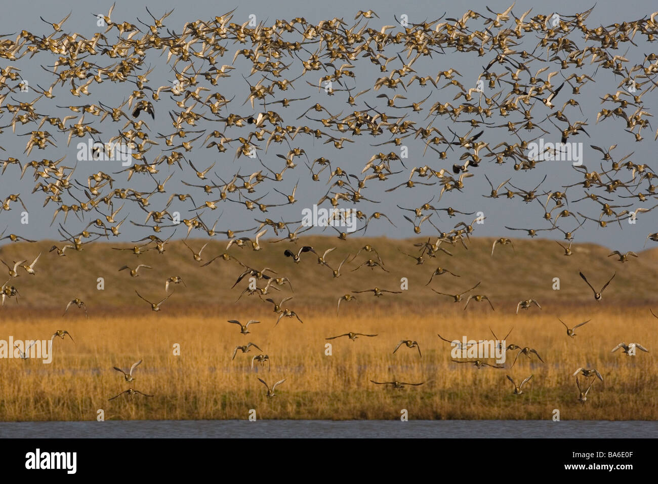 Golden Plover Pluvialis apricaria flock in flight over Cley nature ...
