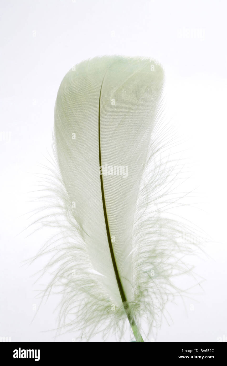Single feather on white background Stock Photo - Alamy