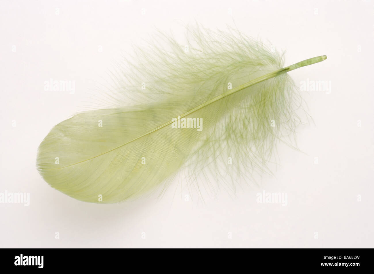 Single feather on white background Stock Photo - Alamy