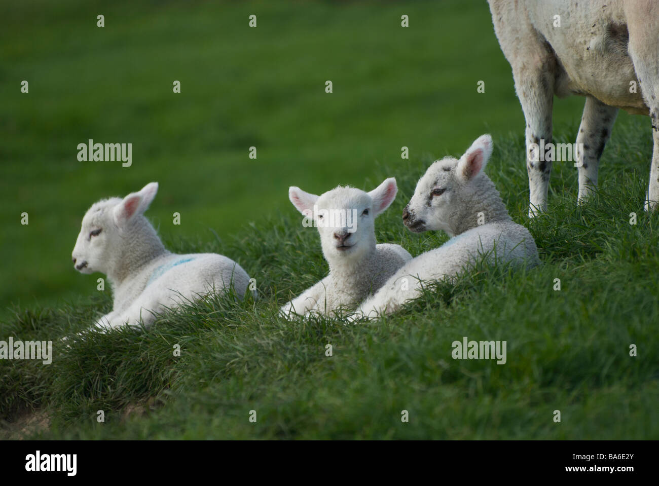 English lambs in spring hi-res stock photography and images - Alamy