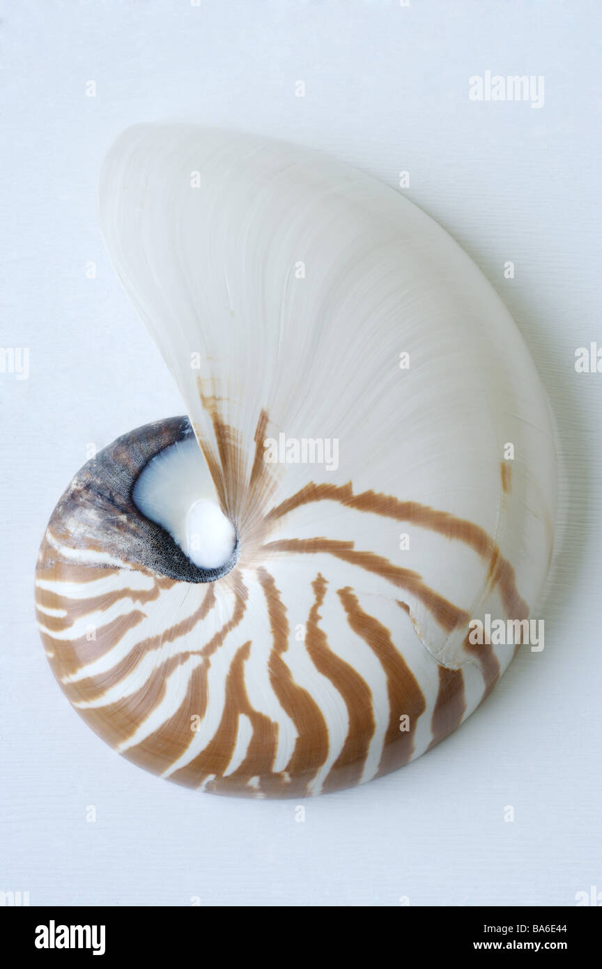 Nautilus shell close up Stock Photo - Alamy