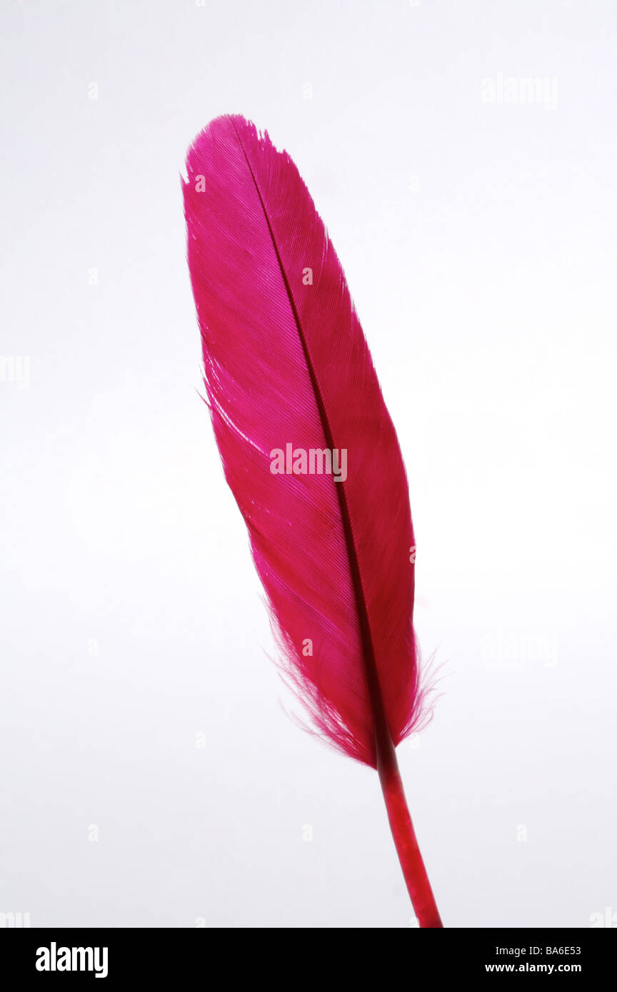 Single red feather on white background Stock Photo - Alamy