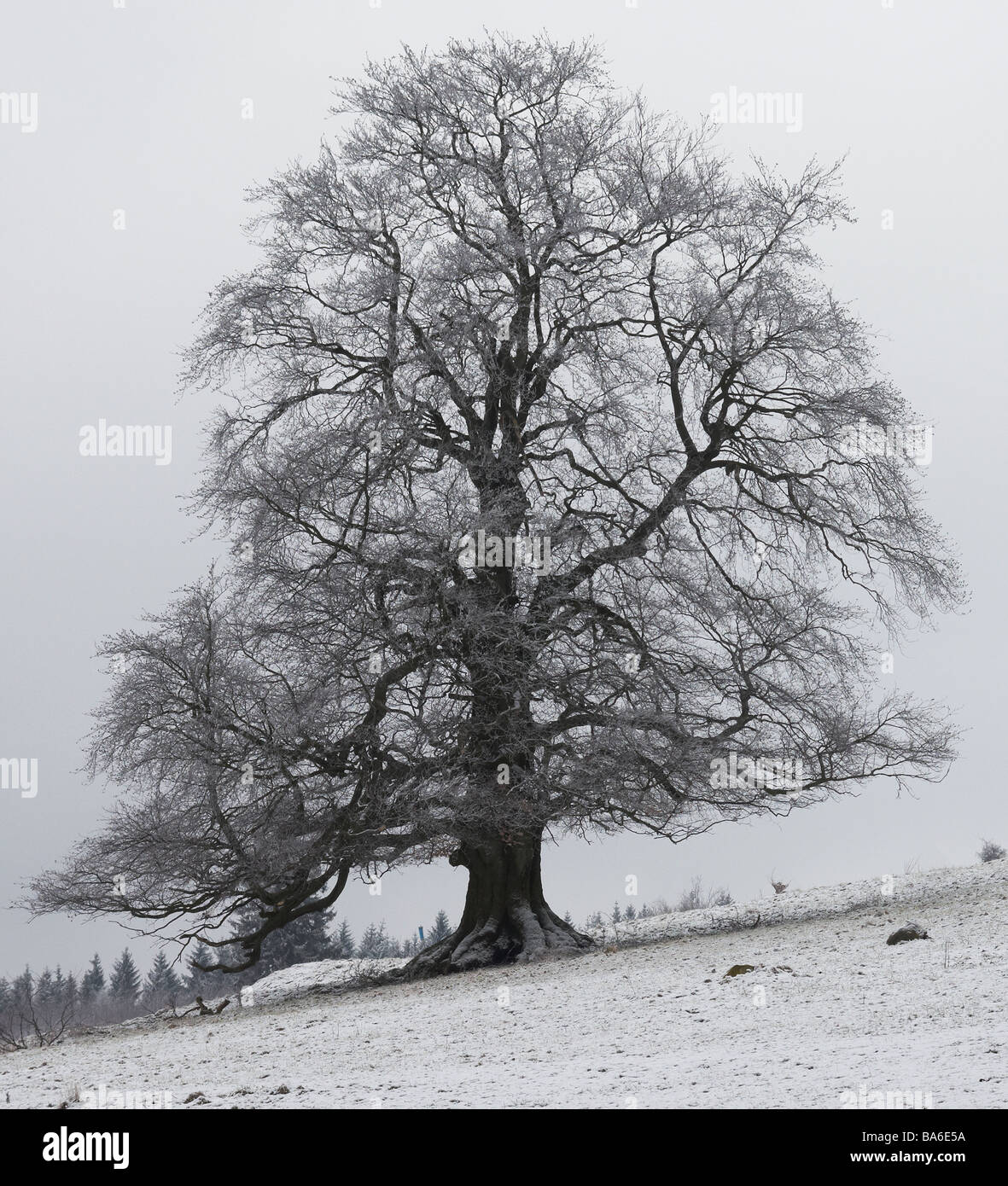 Trunk beech hi-res stock photography and images - Alamy