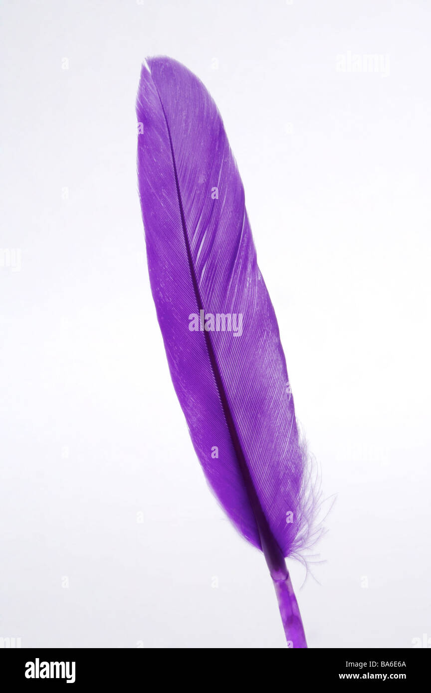 Single feather on white background Stock Photo - Alamy
