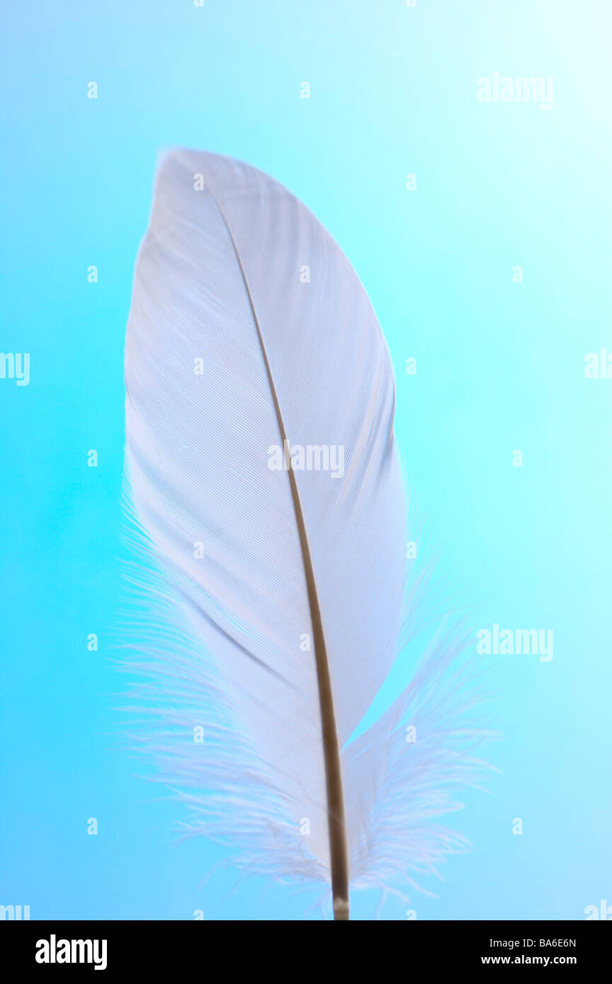 Single feather on blue background Stock Photo - Alamy