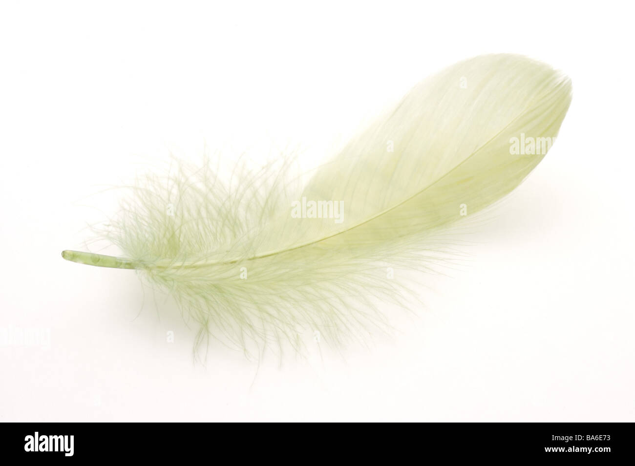 Single feather on white background Stock Photo - Alamy