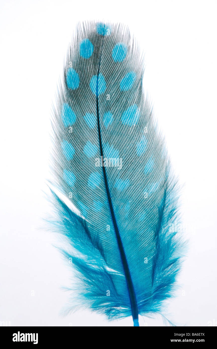 Blue feather with spots on white background Stock Photo - Alamy