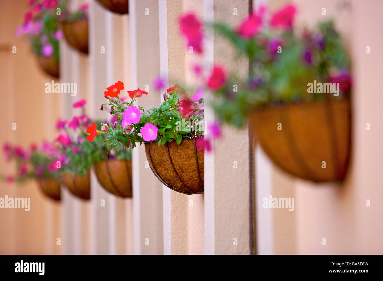 Wall with flowers in hanging pots close up Stock Photo - Alamy