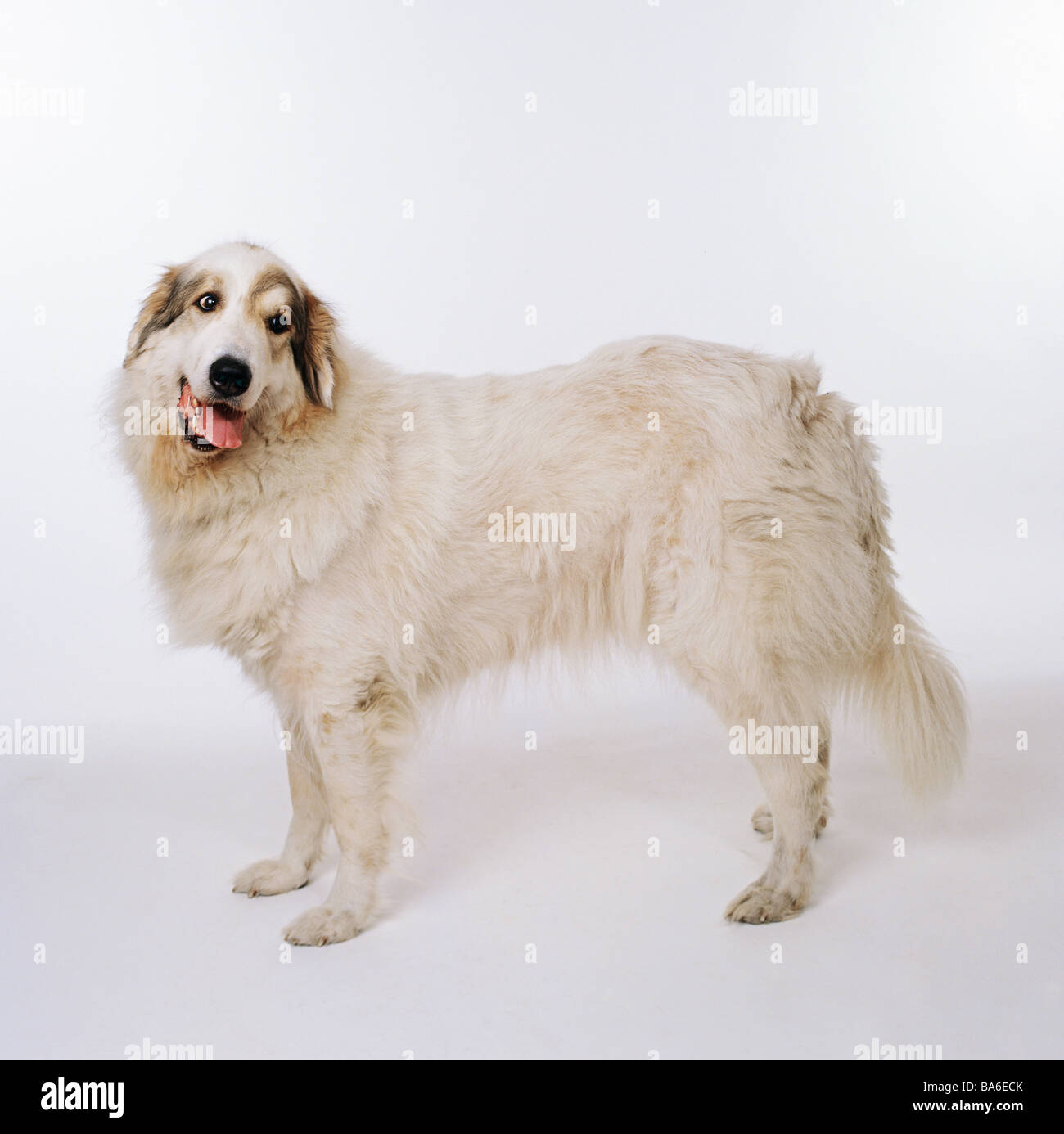 Chien des pyrenees hi-res stock photography and images - Alamy