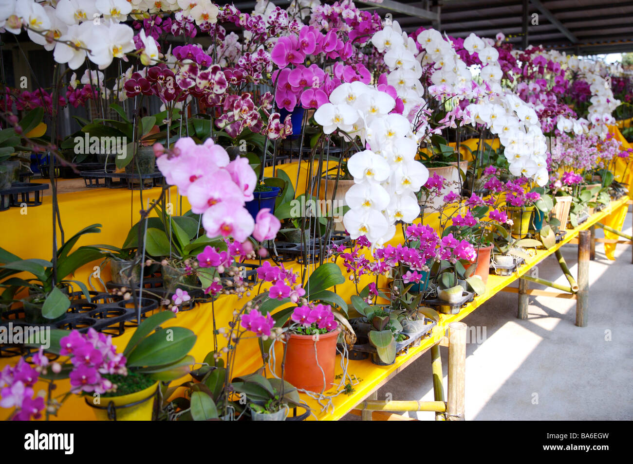Dendrobium orchid flower photography hi-res stock photography and ...