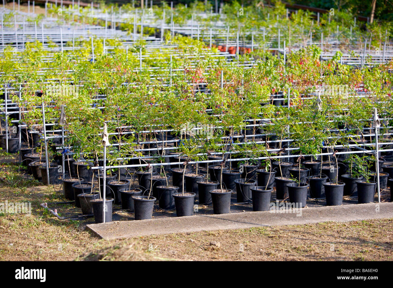 Rows of plants growing in nursery Stock Photo - Alamy