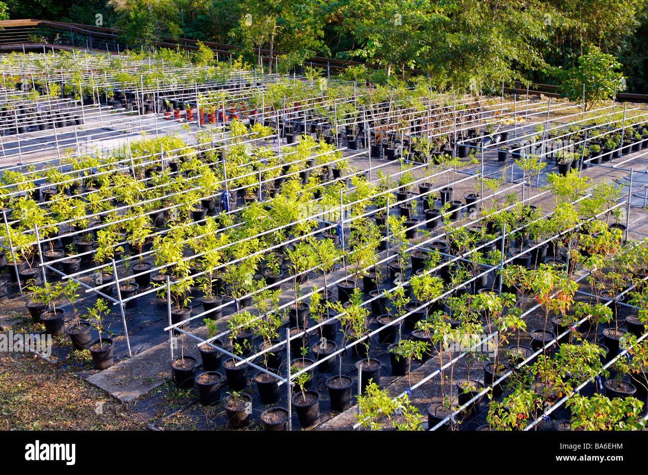 Rows of plants growing in nursery Stock Photo - Alamy