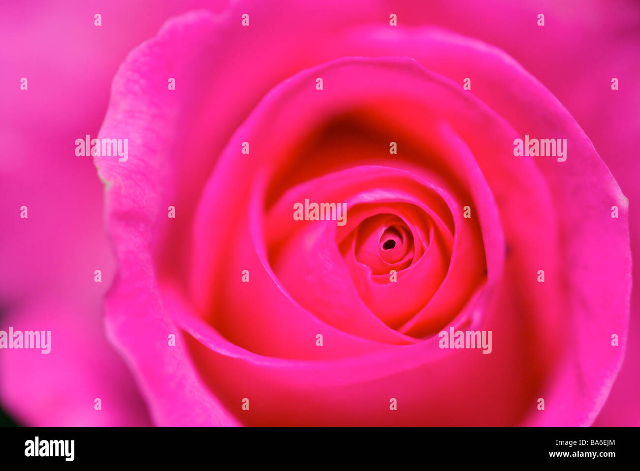Close up view of a rose hi-res stock photography and images - Alamy