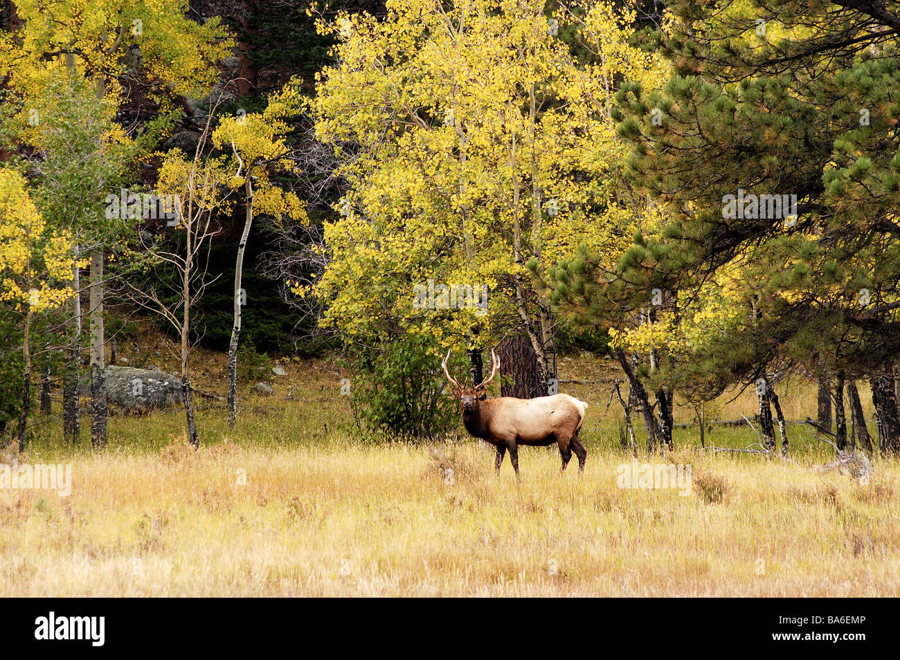a bull elk during the rut in Rocky Mountain National Park Stock Photo ...