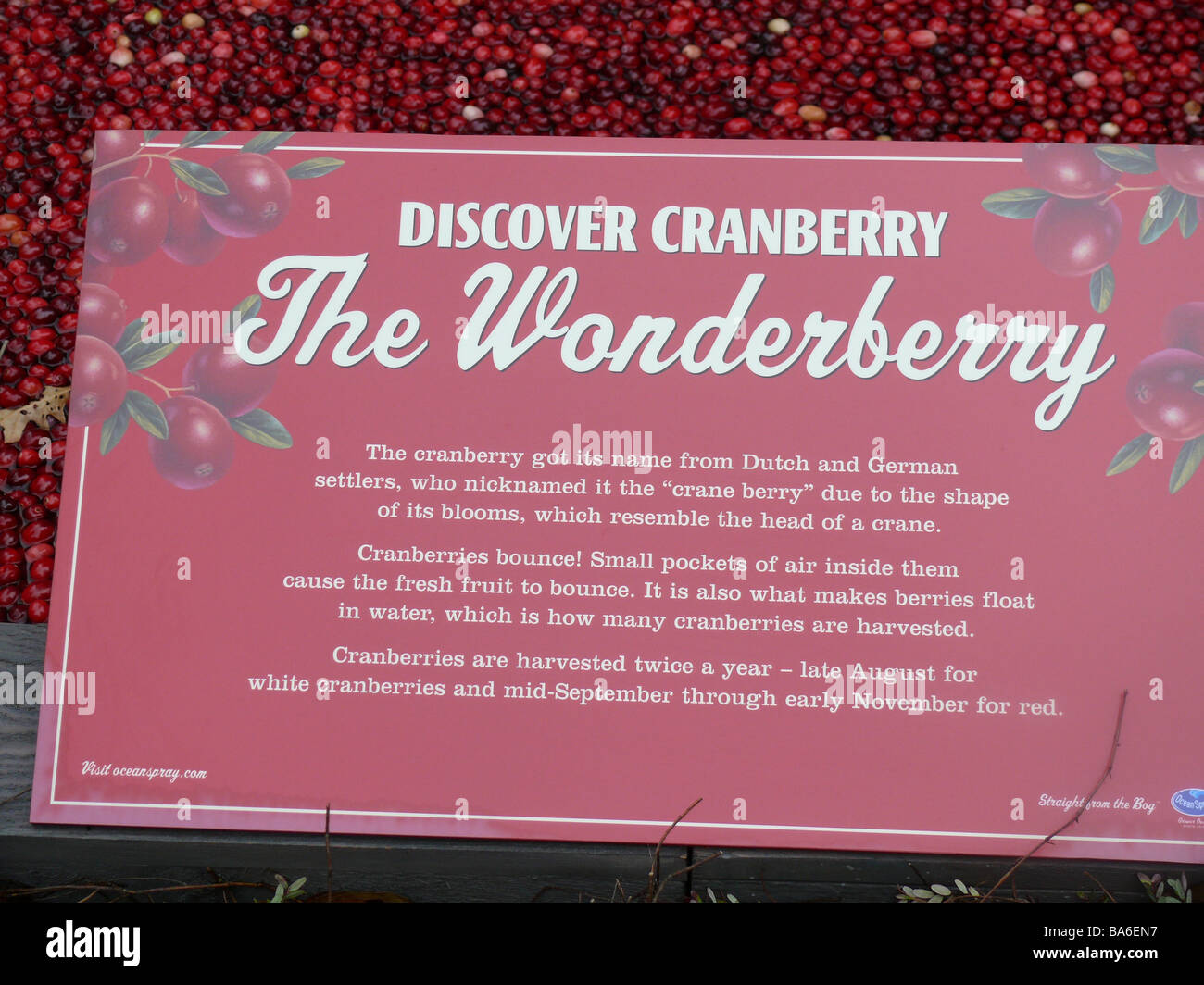 Wonderberry hi-res stock photography and images - Alamy