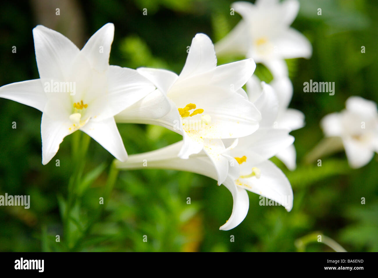 Clusters of lilies Stock Photo - Alamy