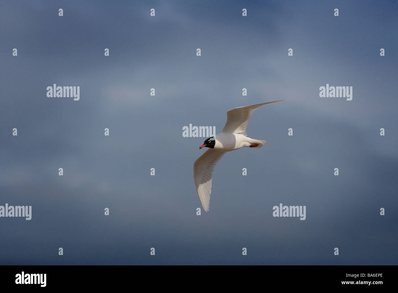 Increasing migrant hi-res stock photography and images - Alamy