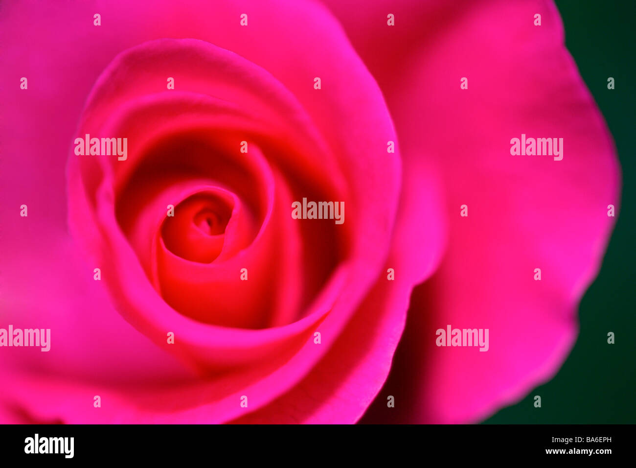 Rose close up Stock Photo - Alamy