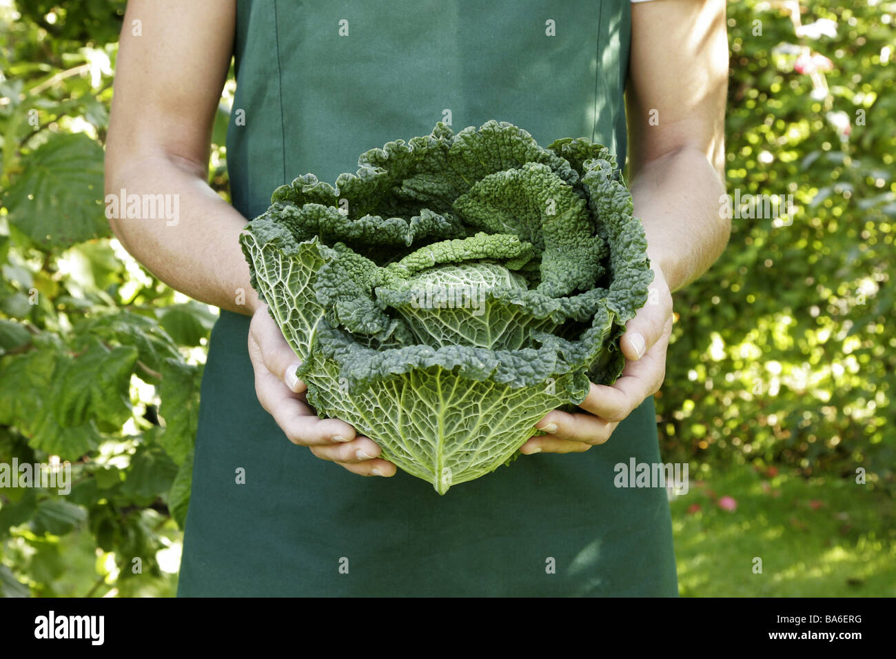 Garden woman garden-apron detail hands cabbage Wirsing harvested ...