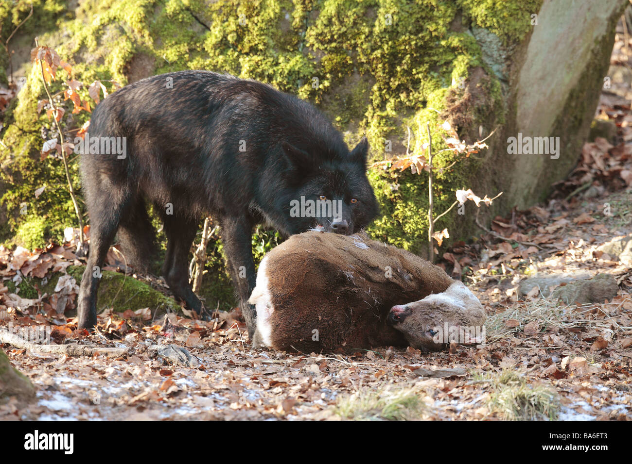 eastern wolf / Canis lupus lycaon Stock Photo - Alamy