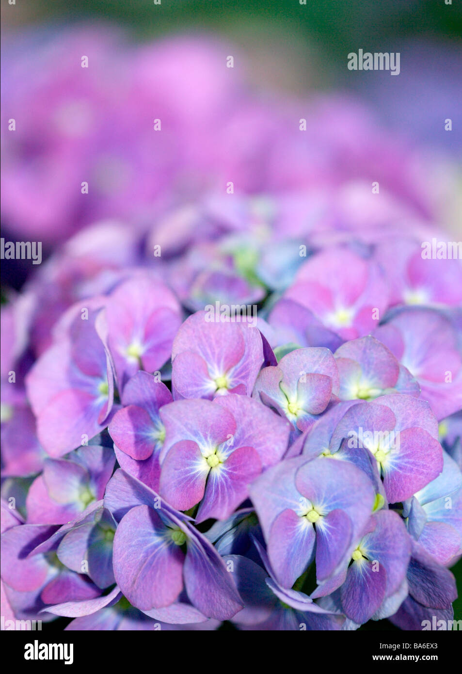 Hydrangea close up Stock Photo - Alamy