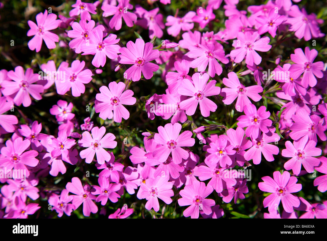 Generic flower hi-res stock photography and images - Alamy