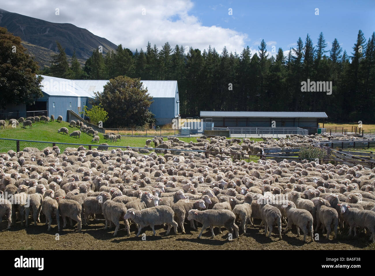 Rounded Up Sheep High Resolution Stock Photography and Images - Alamy