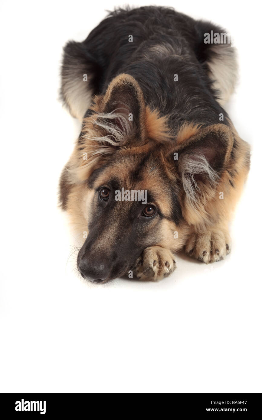 german shepherd alsatian dog laying down staring with head resting on ...