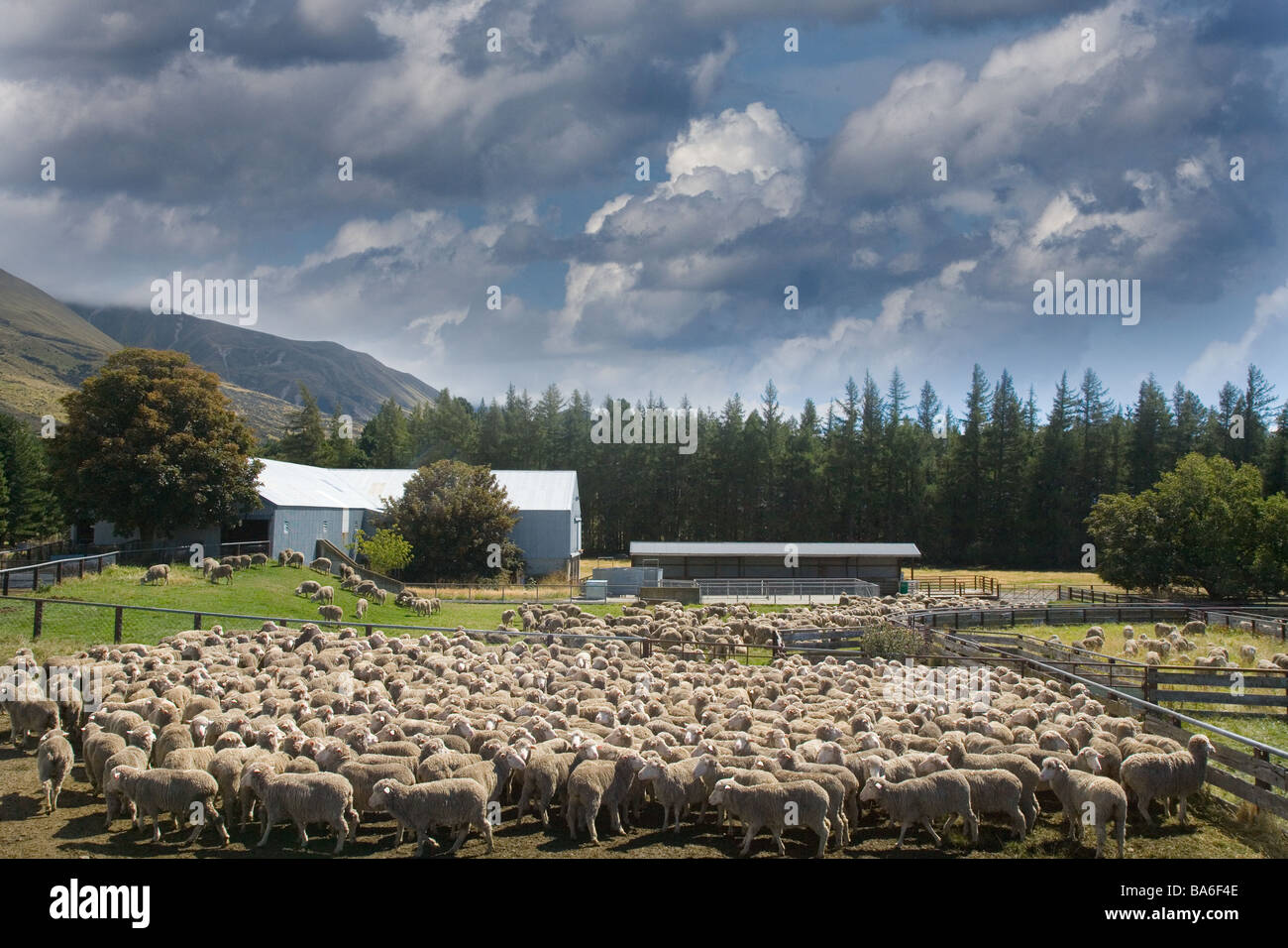 Merino Sheep Flock New Zealand Stock Photo - Alamy