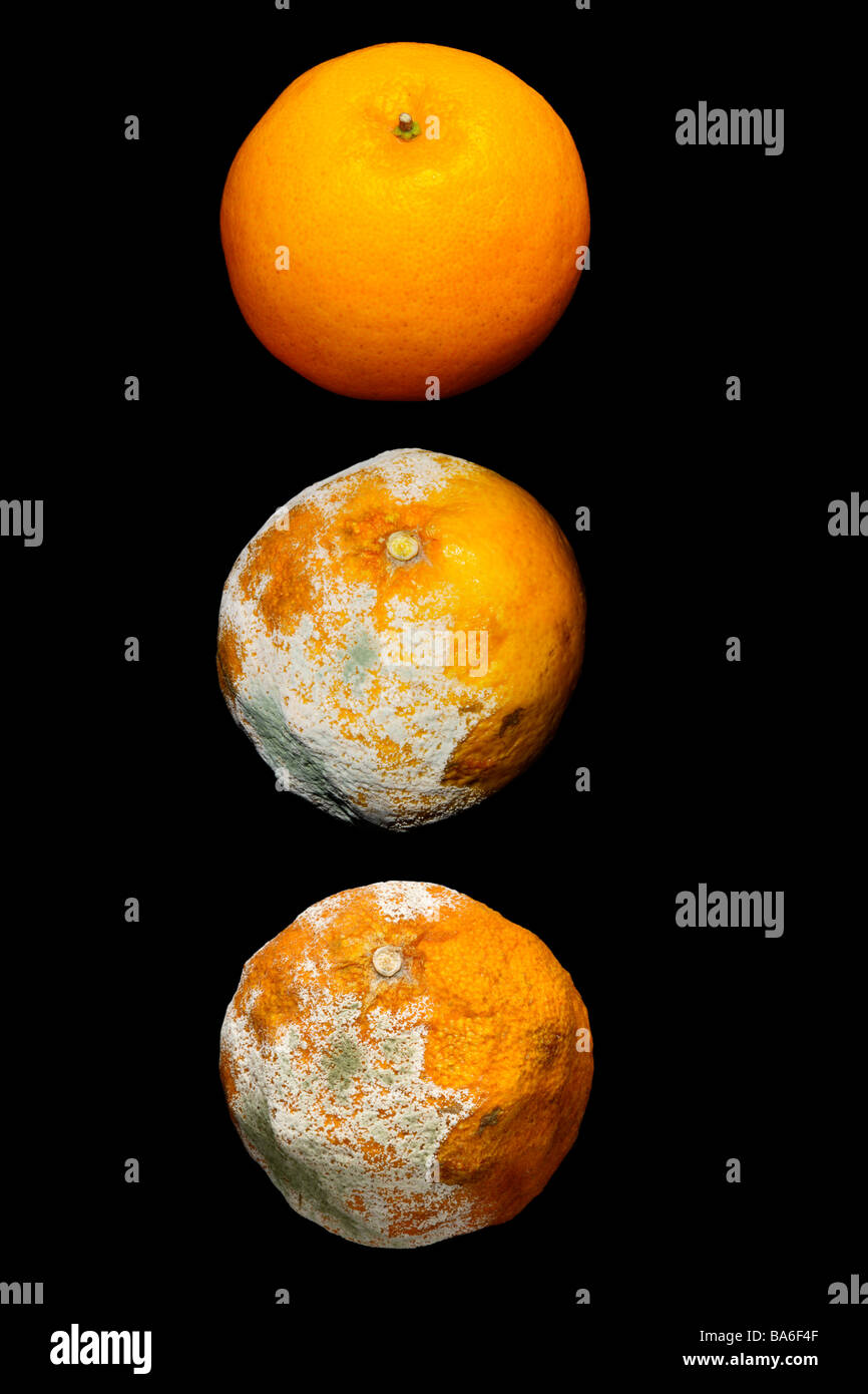 Rotting of orange Stock Photo - Alamy