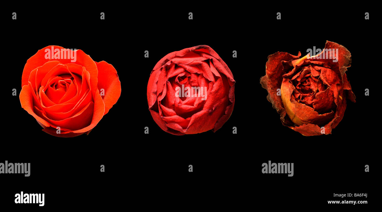 Withering of rose Stock Photo - Alamy