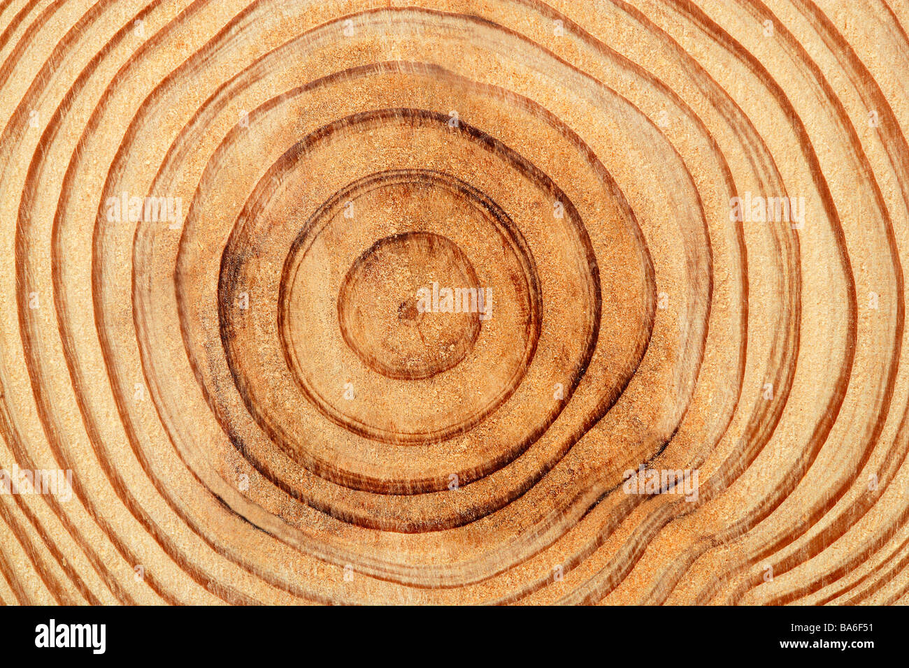 Annual ring close up Stock Photo - Alamy